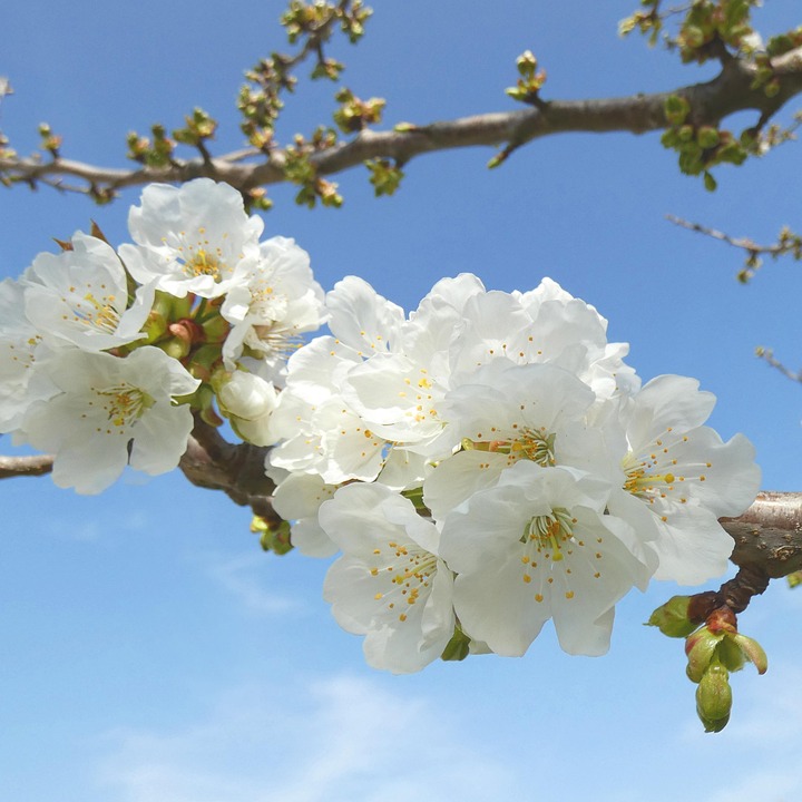 Fleurs Bloom Fleurir Le - Photo gratuite sur Pixabay