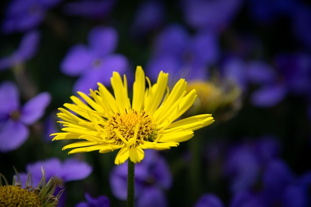 Blomst Blomstre Botanik - Gratis foto på Pixabay - Pixabay
