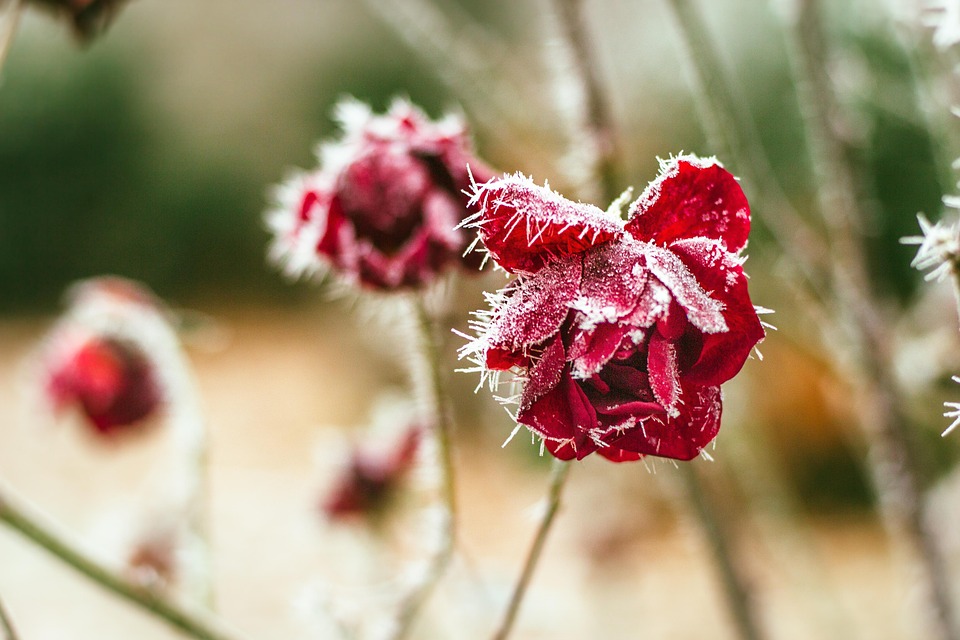 Flor Rosa Inverno - Foto gratuita no Pixabay - Pixabay