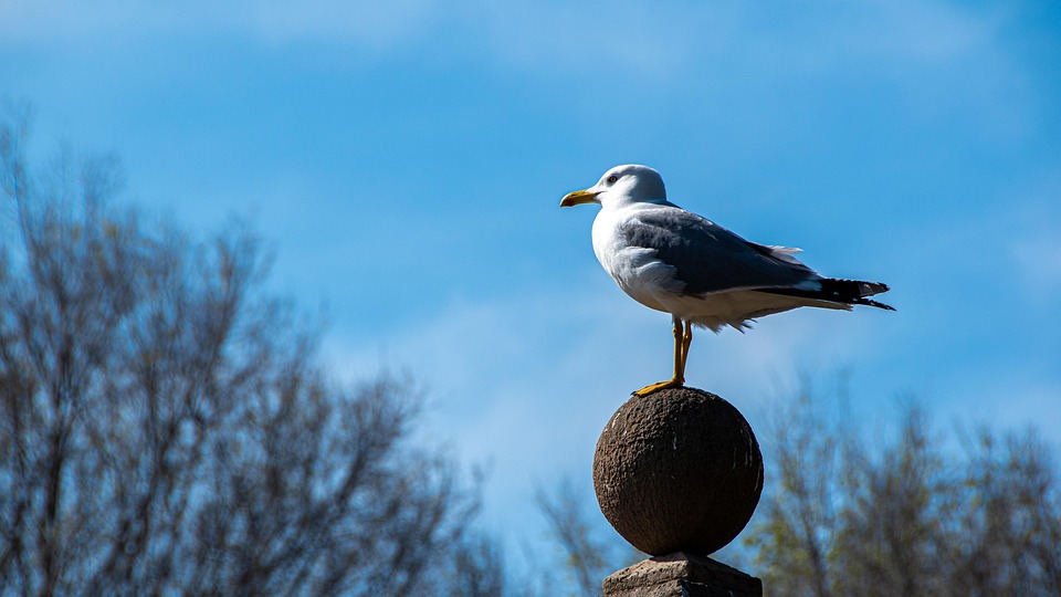 Bird Seagull Ornithology - Free photo on Pixabay - Pixabay