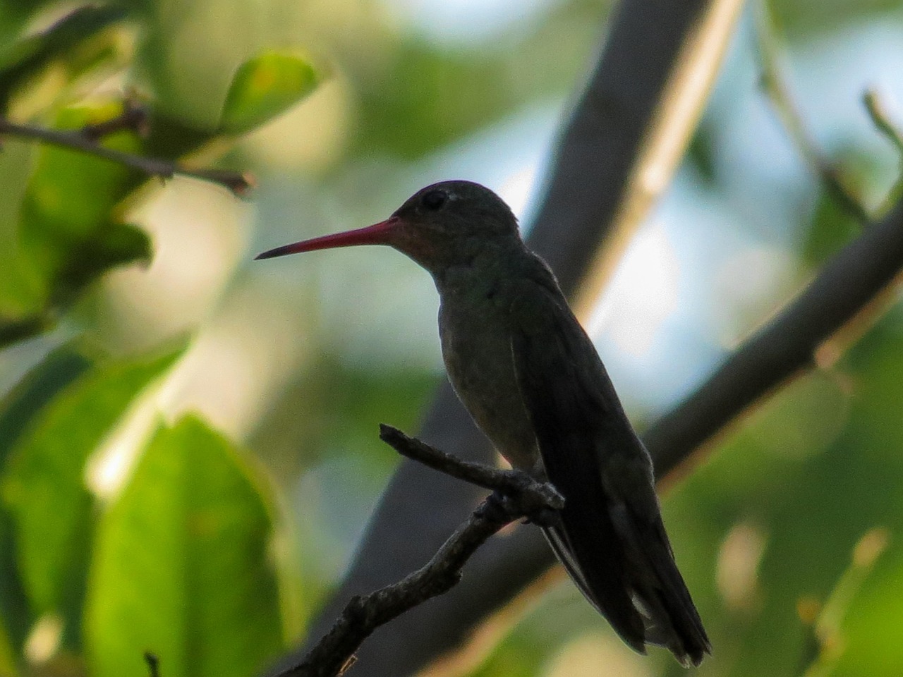Colibri Colobri Des Oiseaux La - Photo gratuite sur Pixabay - Pixabay