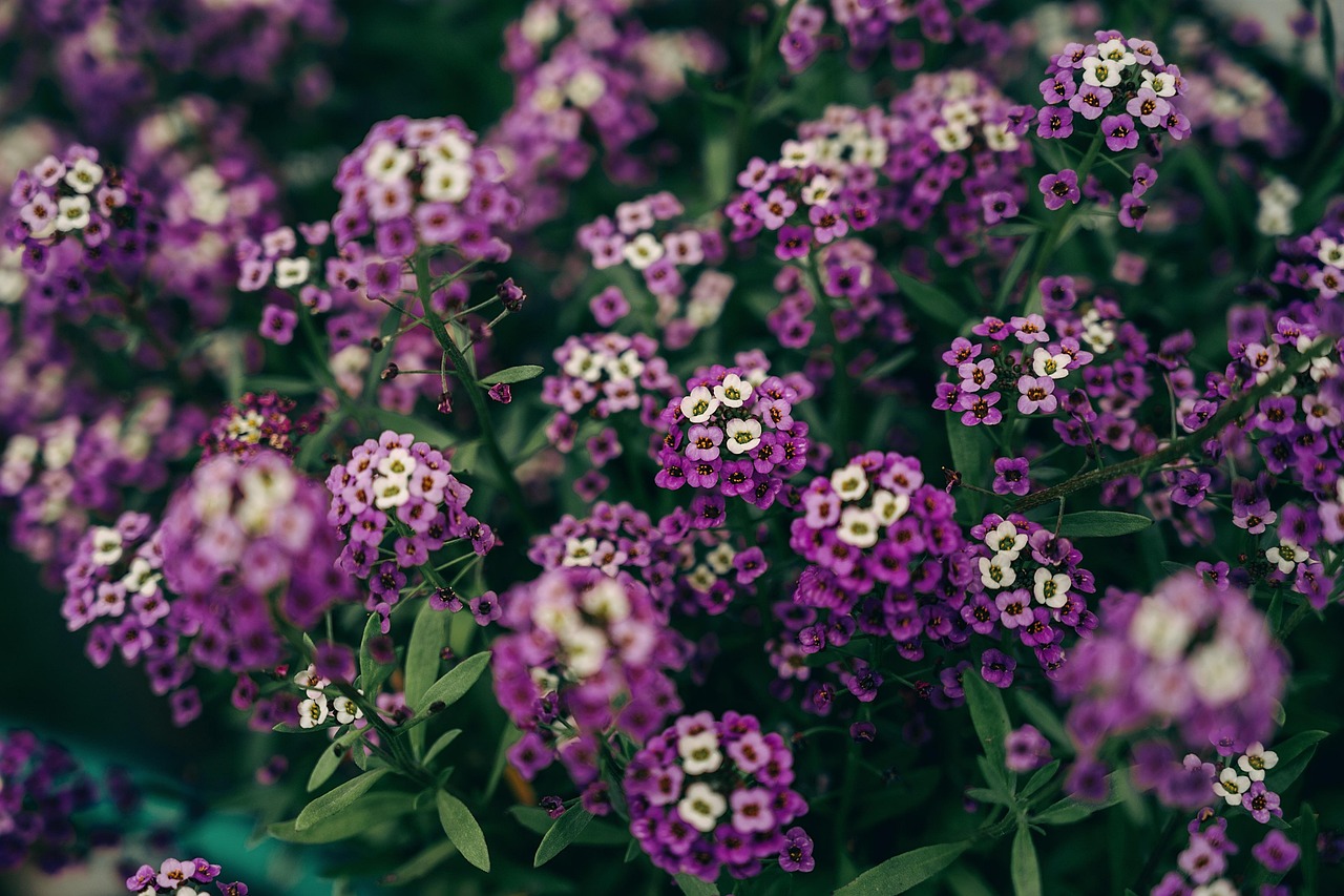 Flowers Phlox Purple - Free photo on Pixabay