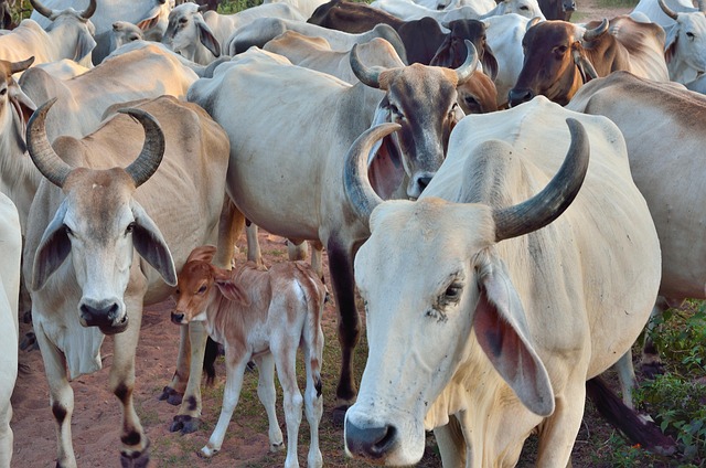 Animal Cow Mammal - Free photo on Pixabay - Pixabay