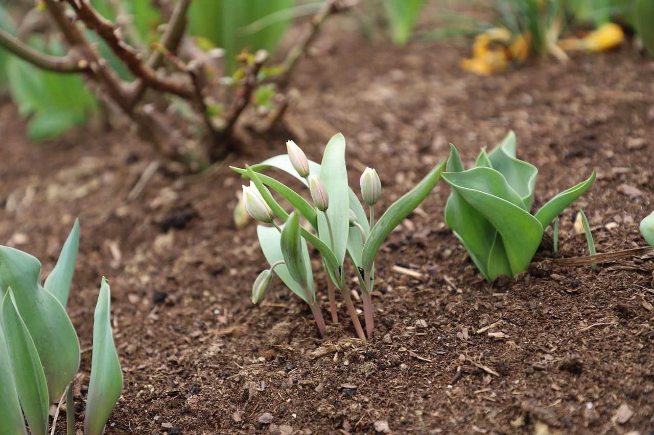 Tulip Flowers Garden - Free photo on Pixabay
