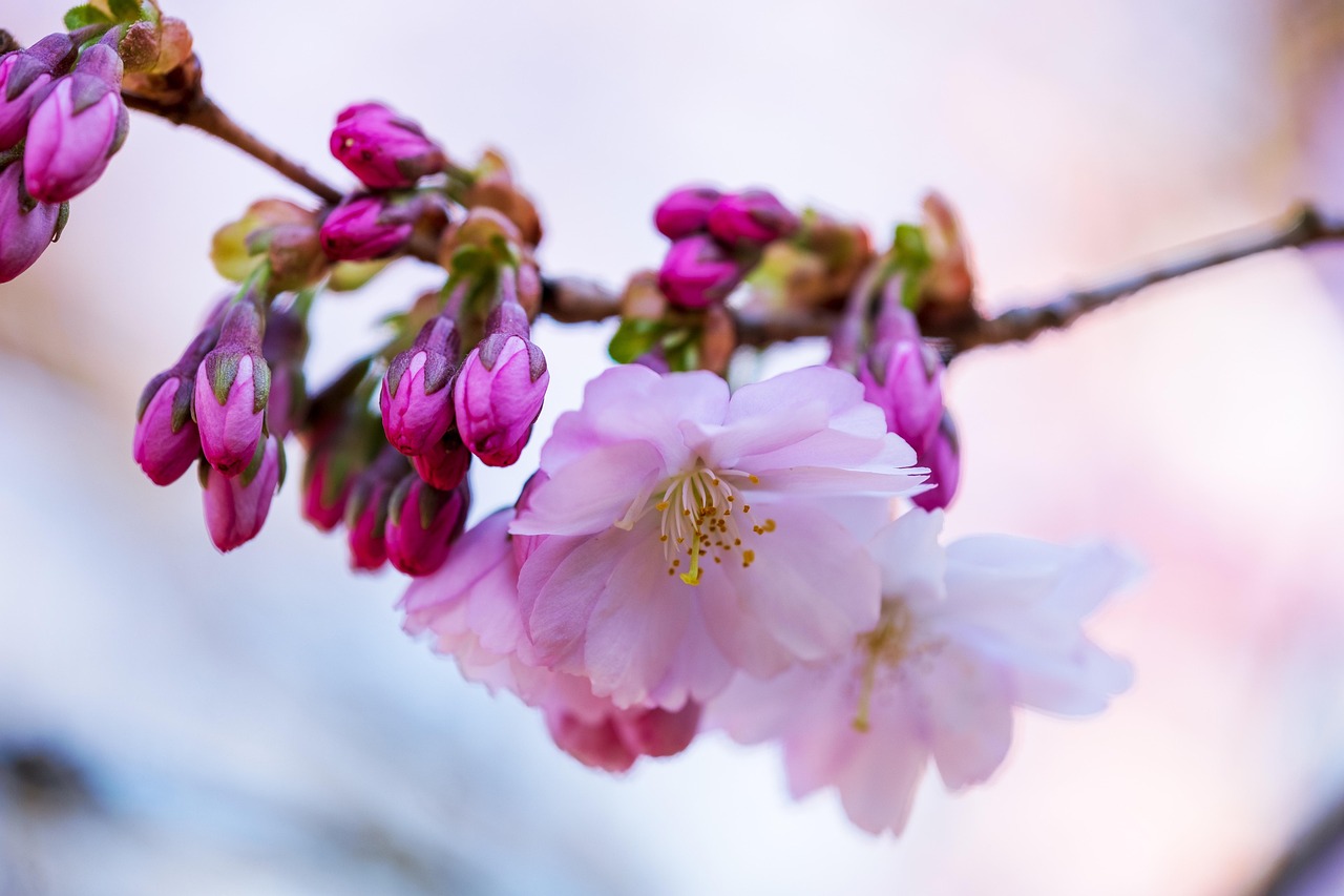 Cherry Blossom Bloom - Free photo on Pixabay