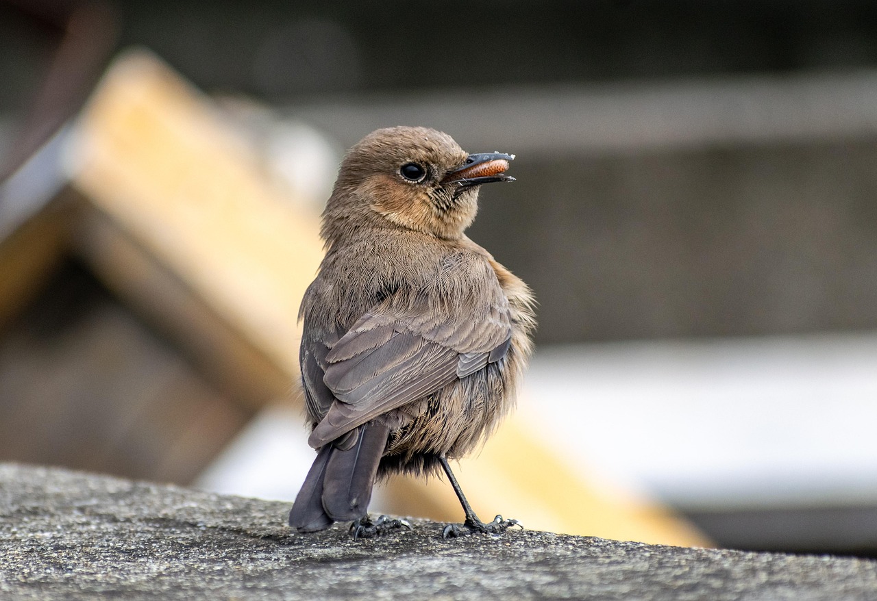 Fågel Brun Rockchatt Ornitologi - Gratis foto på Pixabay - Pixabay