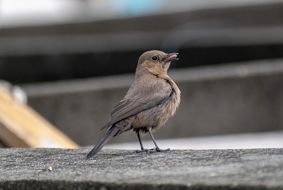 Brown Rock Chat Bird Animal - Free photo on Pixabay - Pixabay