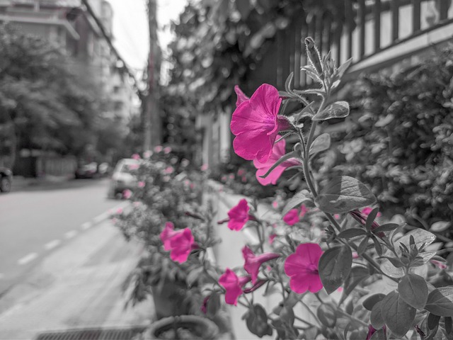 Fleur Nature - Photo gratuite sur Pixabay - Pixabay