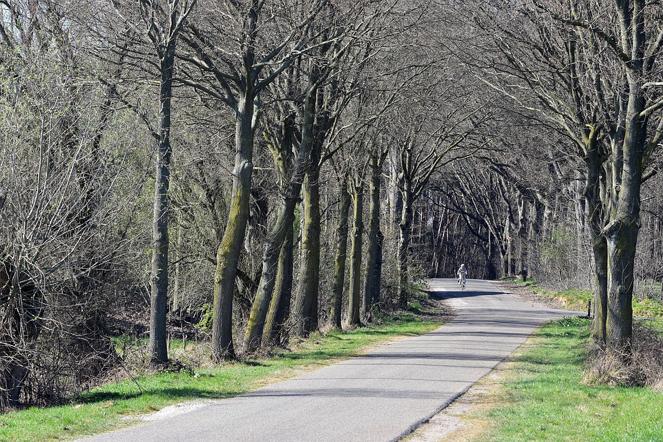 Way Alley Trees - Free photo on Pixabay