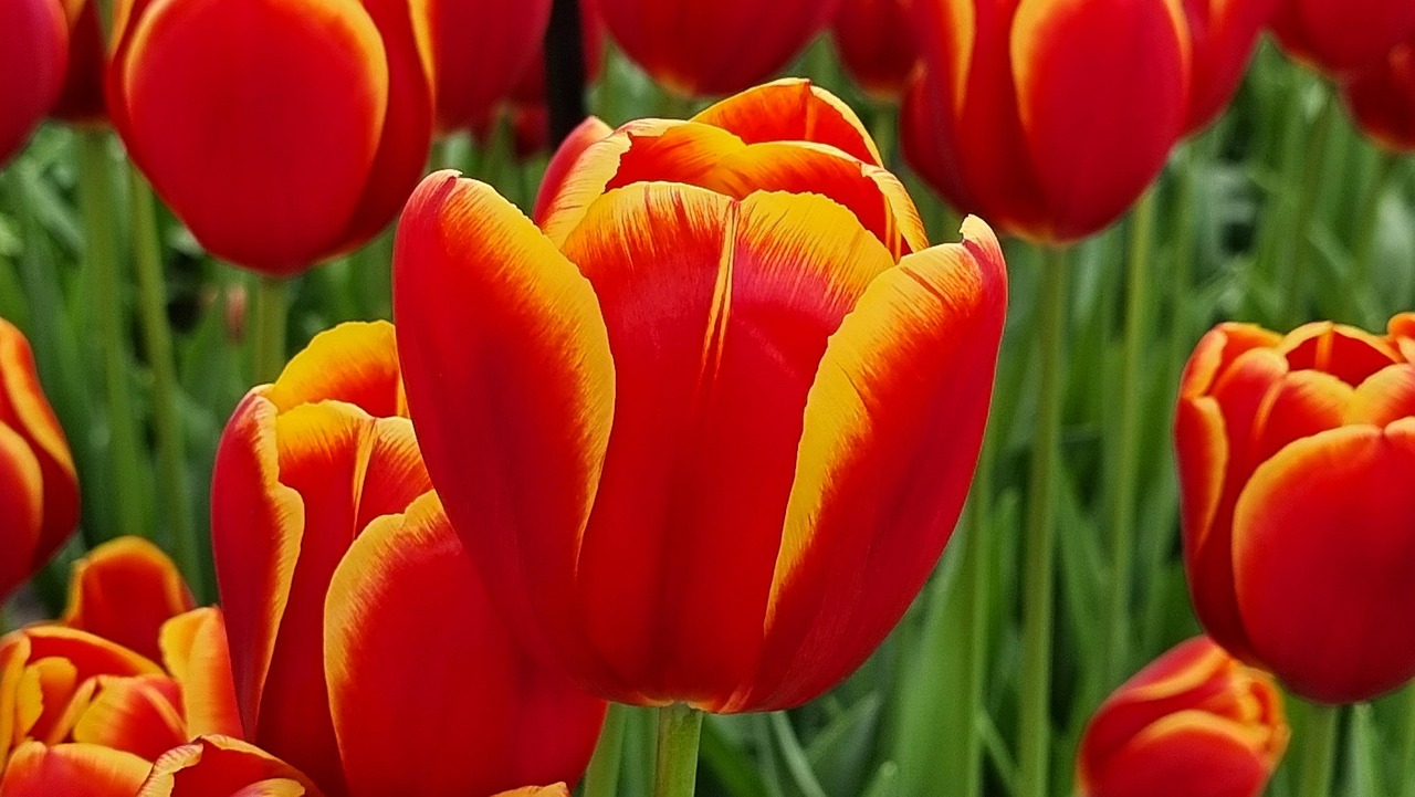 Flowers Tulip Spring - Free photo on Pixabay - Pixabay