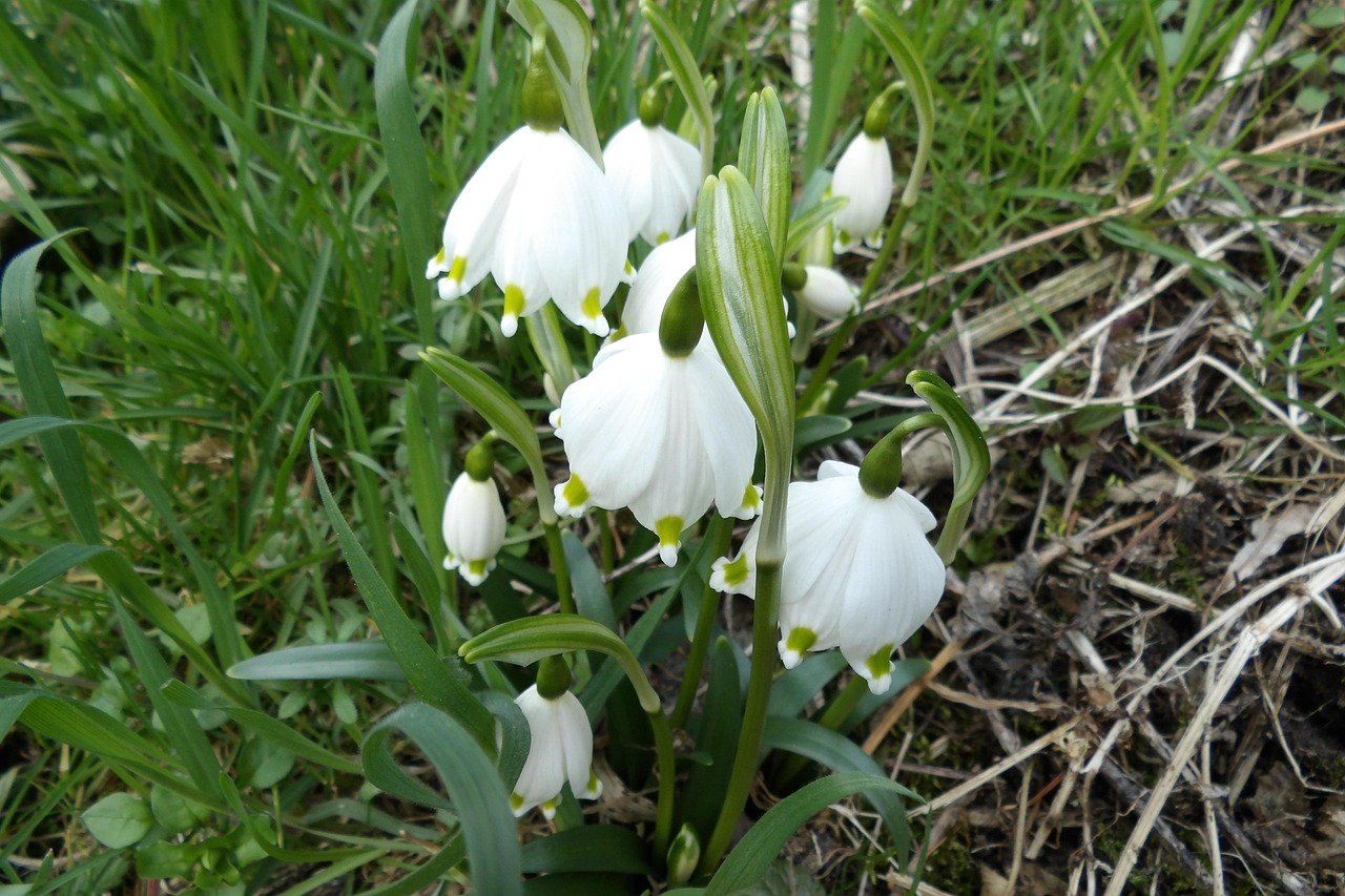 Fleurs Perce-Neige Bloom - Photo gratuite sur Pixabay - Pixabay