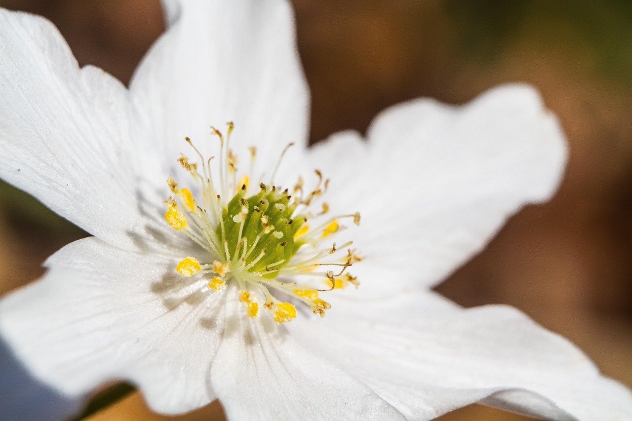 Flor Macro Plantar - Foto gratuita no Pixabay - Pixabay