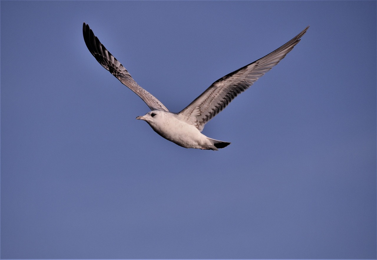 Bird Gull Ornithology - Free photo on Pixabay - Pixabay