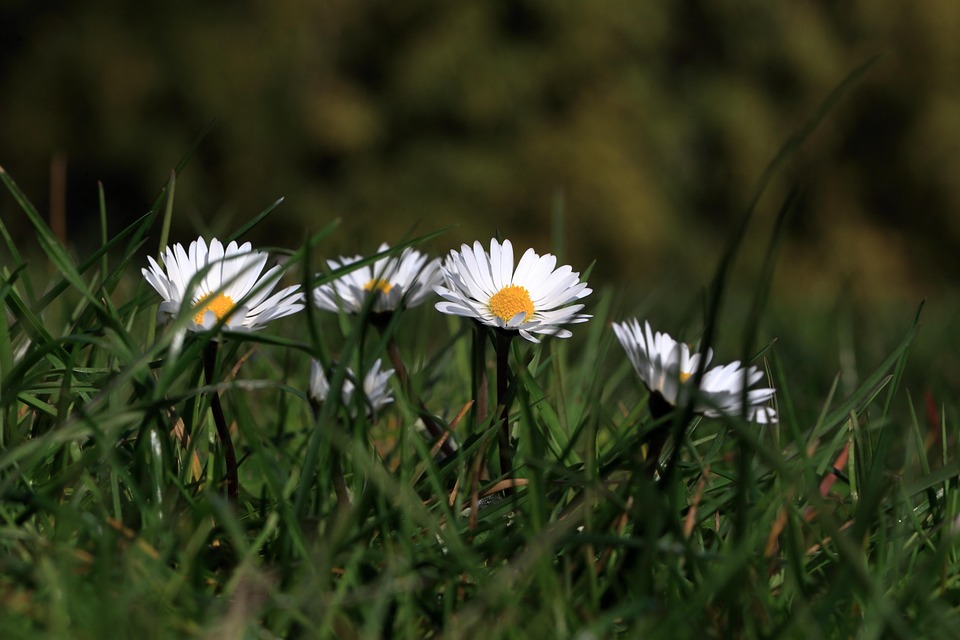 Daisy Margaret Lawn - Free photo on Pixabay - Pixabay