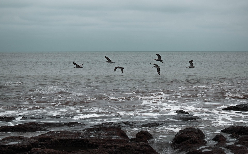 Birds Sea Ocean - Free photo on Pixabay - Pixabay