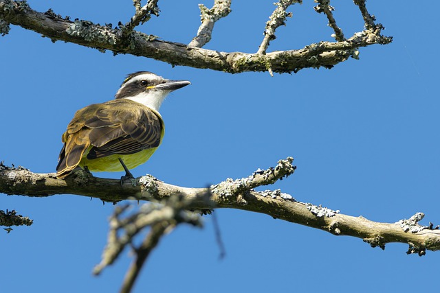 Bird Great Kiskadee Ornithology - Free photo on Pixabay