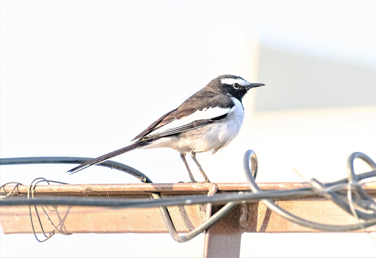 Bird Wagtail Avian - Free photo on Pixabay - Pixabay