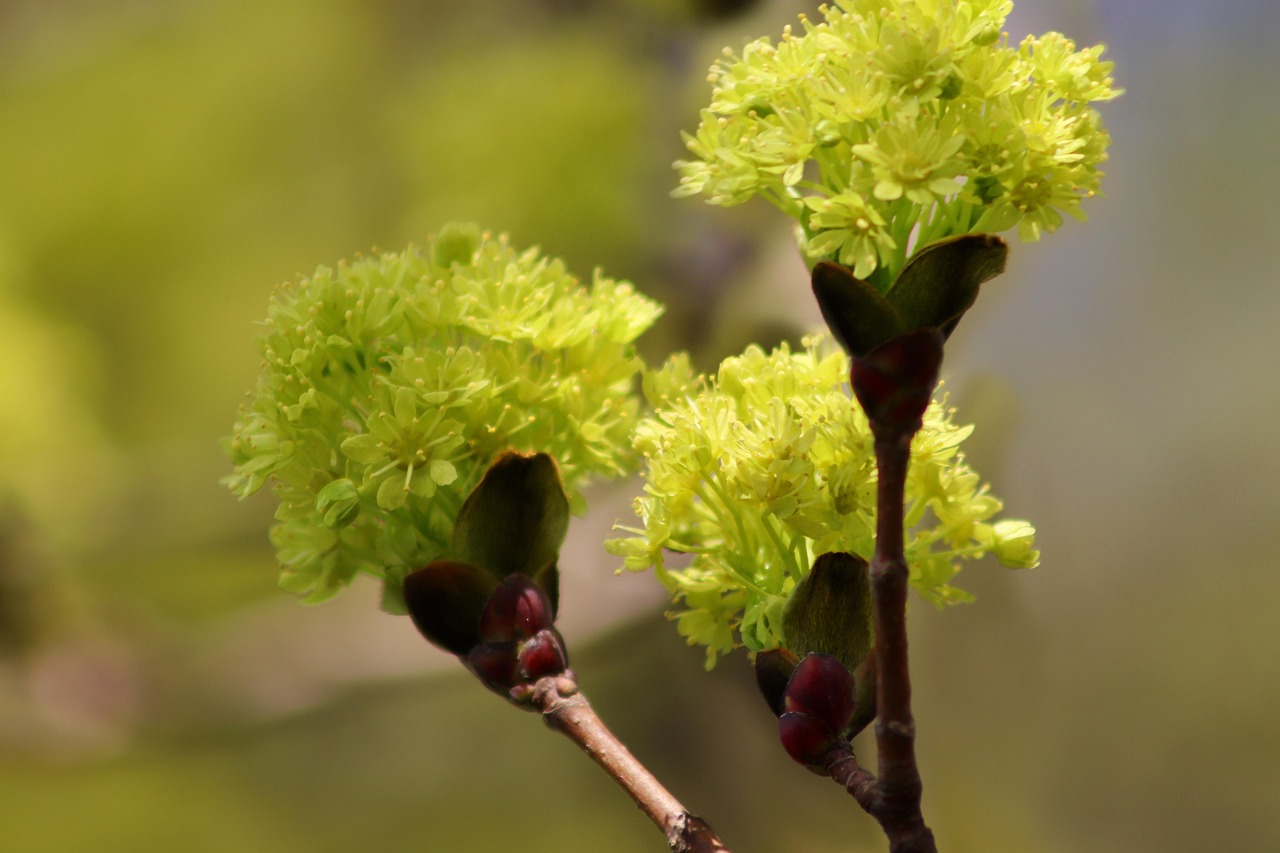 Norvég Juhar Virágzó Ág Blossom - Ingyenes fotó a Pixabay-en - Pixabay