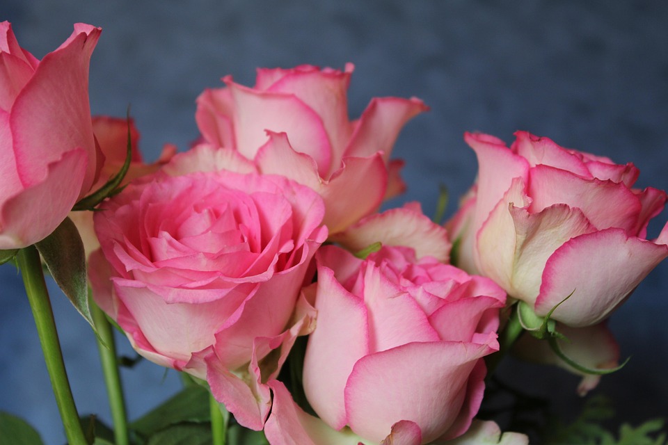 Des Roses Fleur Pétales Fleurs - Photo gratuite sur Pixabay - Pixabay