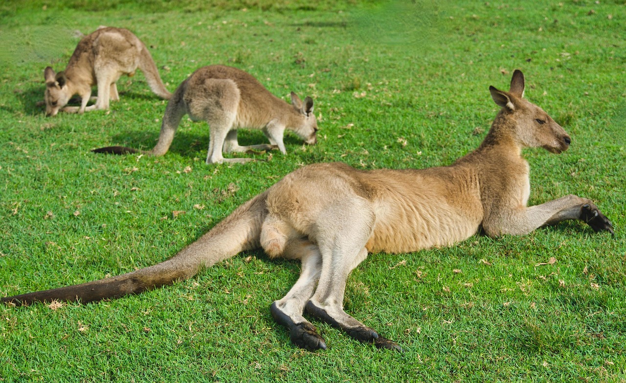 Más de 800 fotos de Canguros y Australia gratis - Pixabay