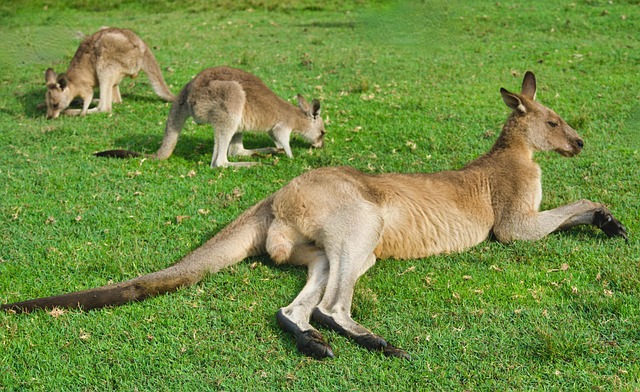 Más de 1 000 imágenes gratis de Canguros y Australia - Pixabay