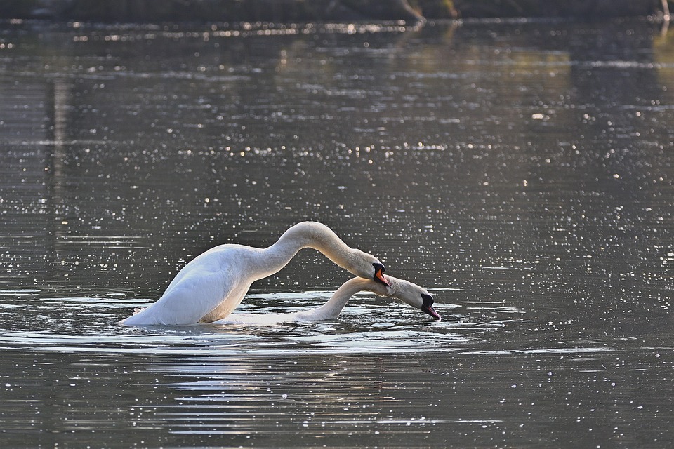 Mute Swan Pairing Lake - Free photo on Pixabay - Pixabay