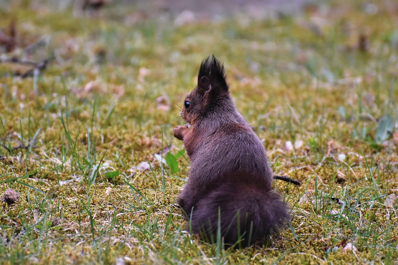 Animal Squirrel Mammal - Free photo on Pixabay - Pixabay