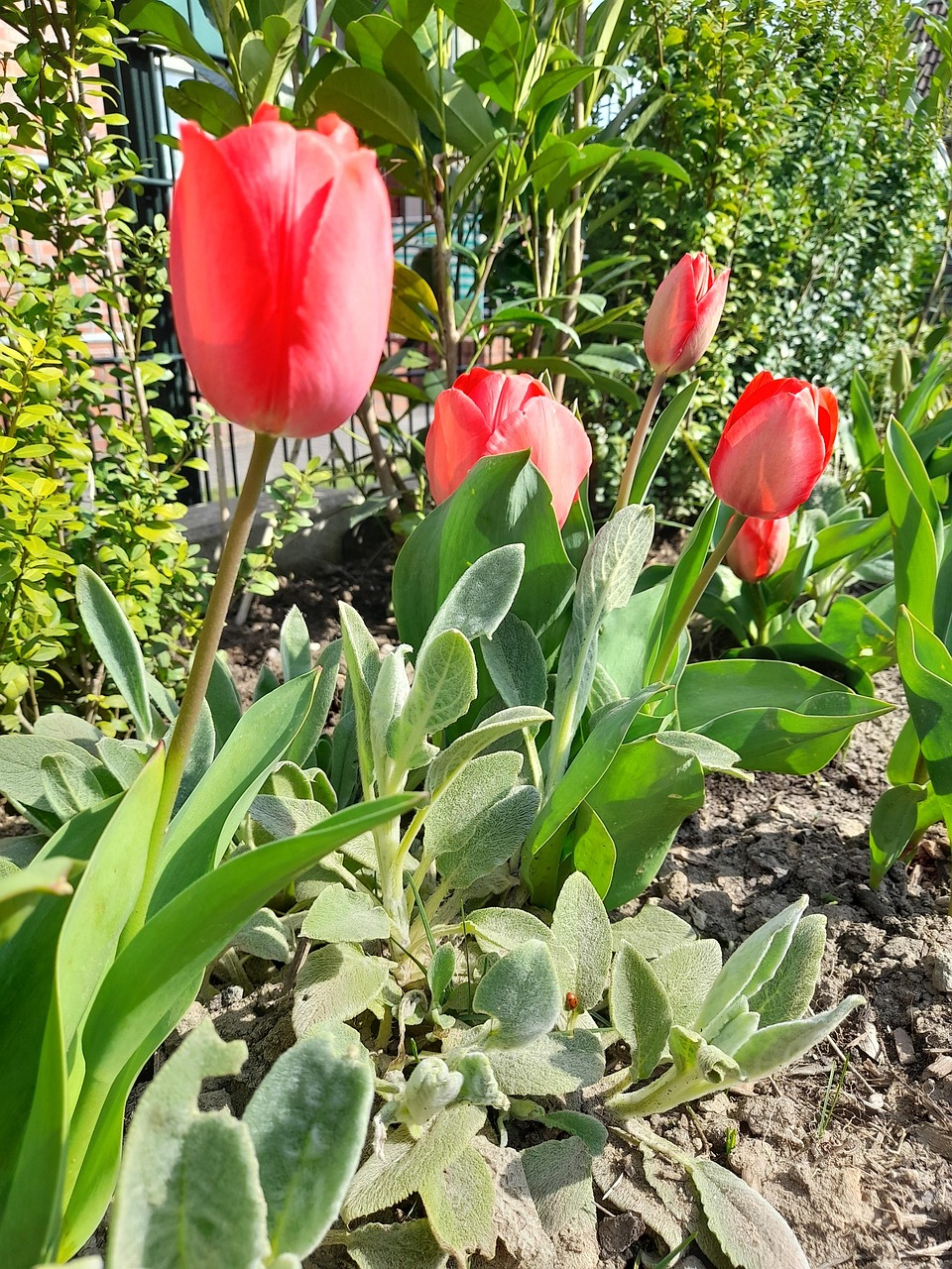Tulipes Fleur Le Printemps - Photo gratuite sur Pixabay - Pixabay