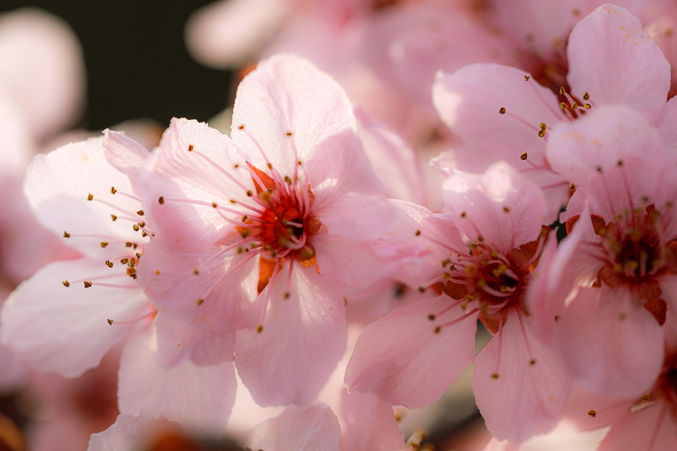 Flower Cherry Blossom Botany - Free photo on Pixabay - Pixabay