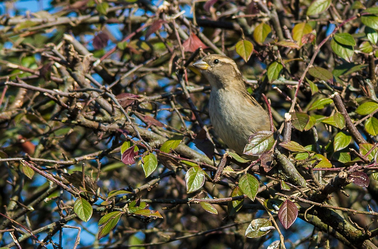 Yellow-Throated Bush Sparrow Bird - Free photo on Pixabay
