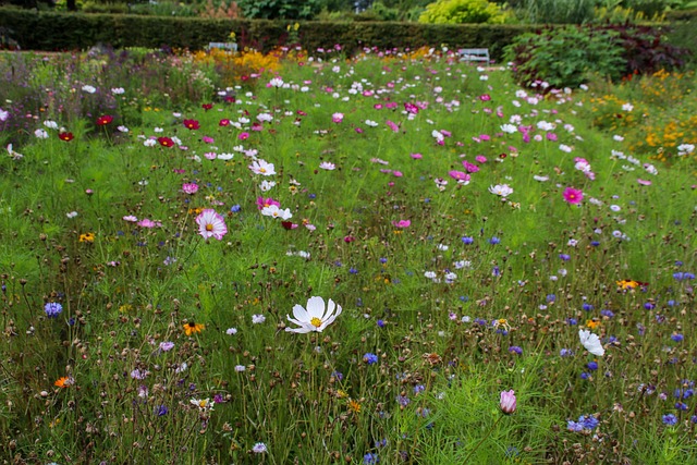 Bunga-Bunga Padang Rumput Lapangan - Foto gratis di Pixabay - Pixabay