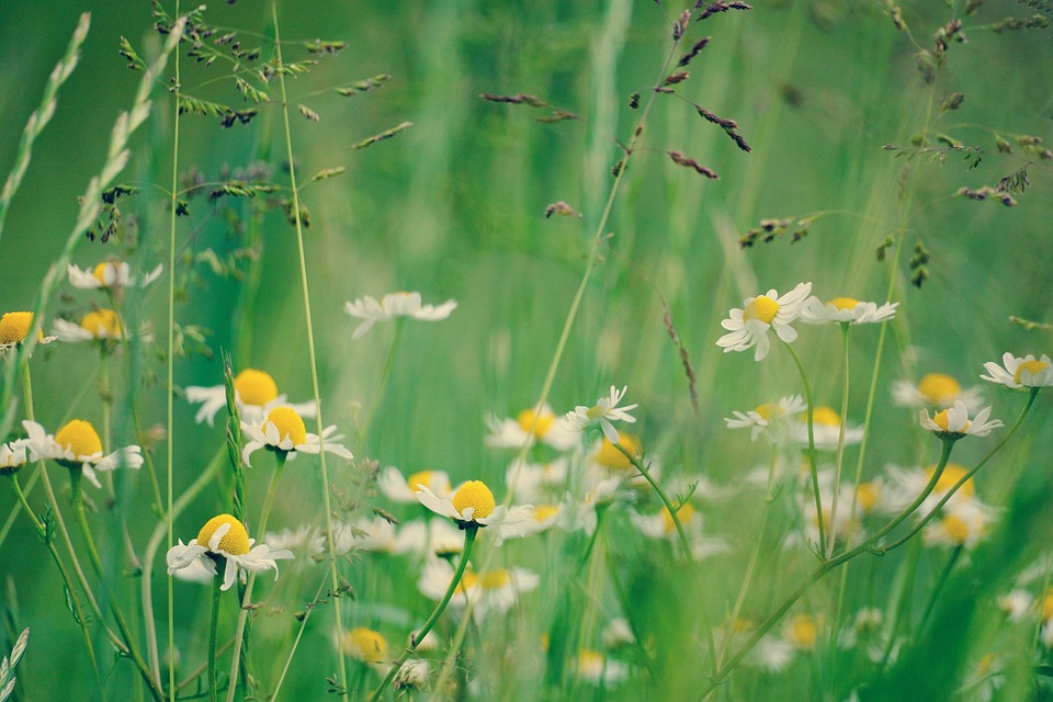 Blumen Feld Wiese - Kostenloses Foto auf Pixabay