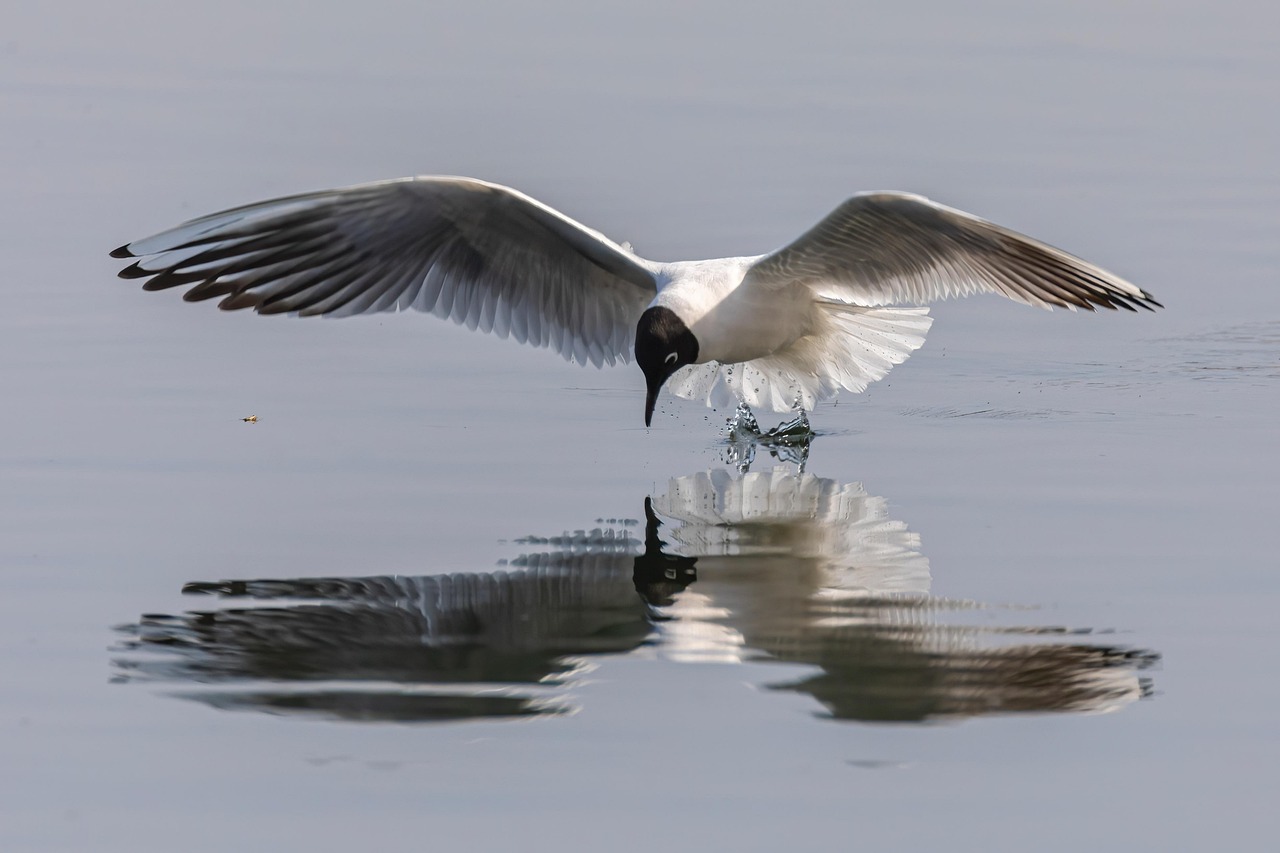 100,000+ Free Seagulls Beach & Seagull Images - Pixabay