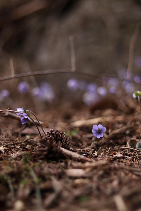 Violet Fleur Nature - Photo gratuite sur Pixabay - Pixabay