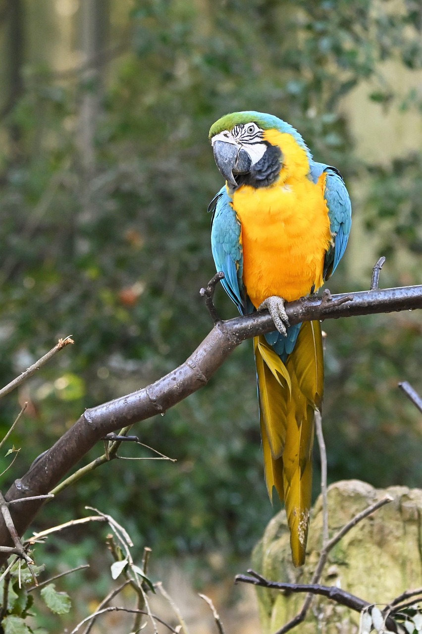 Macaw Bird Animal - Free photo on Pixabay
