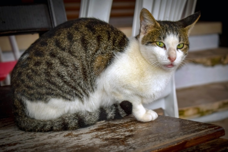Cat Stray Homeless - Free photo on Pixabay