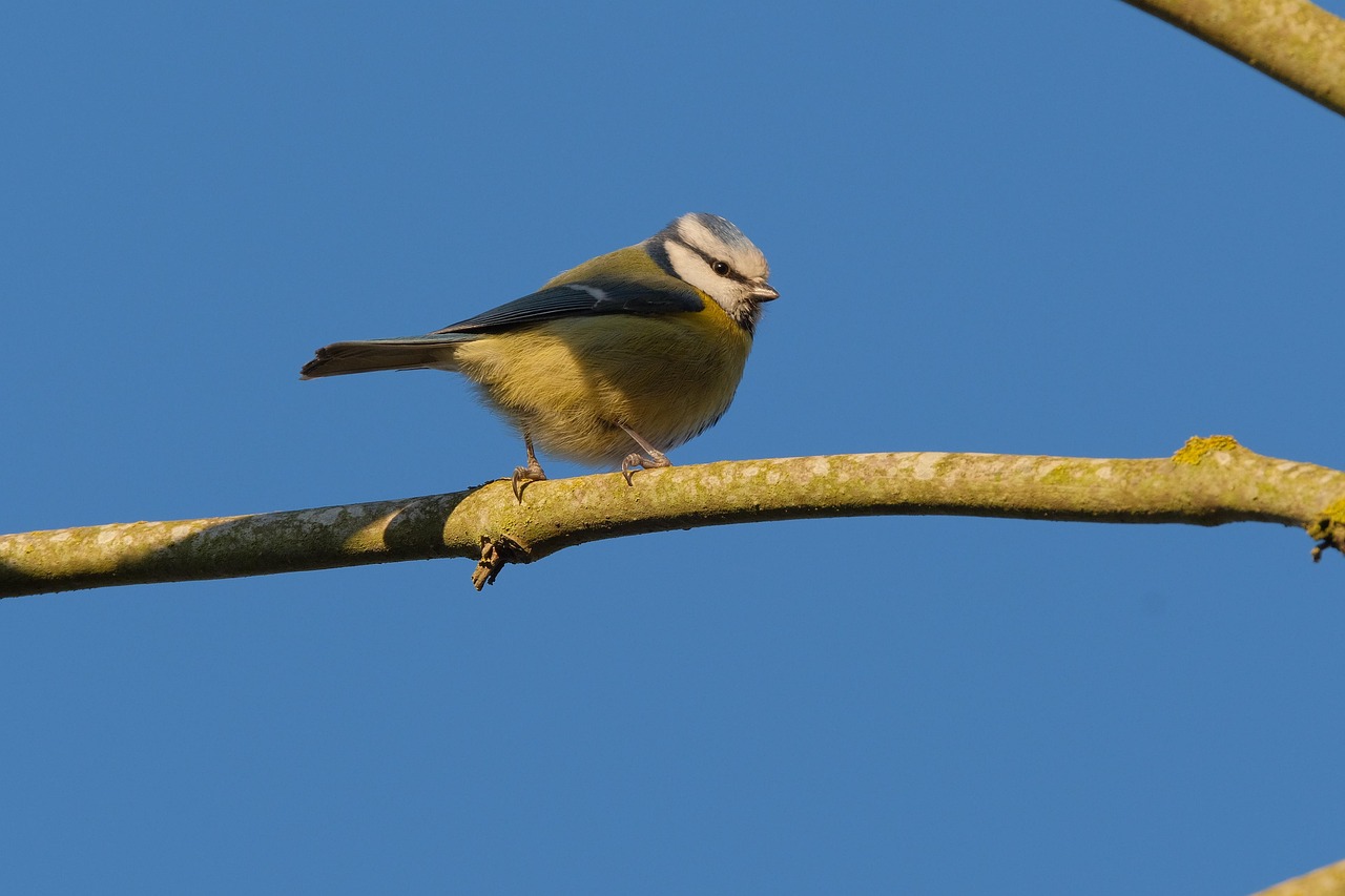 80+ Free The Eurasian Blue Tit & Bird Images - Pixabay