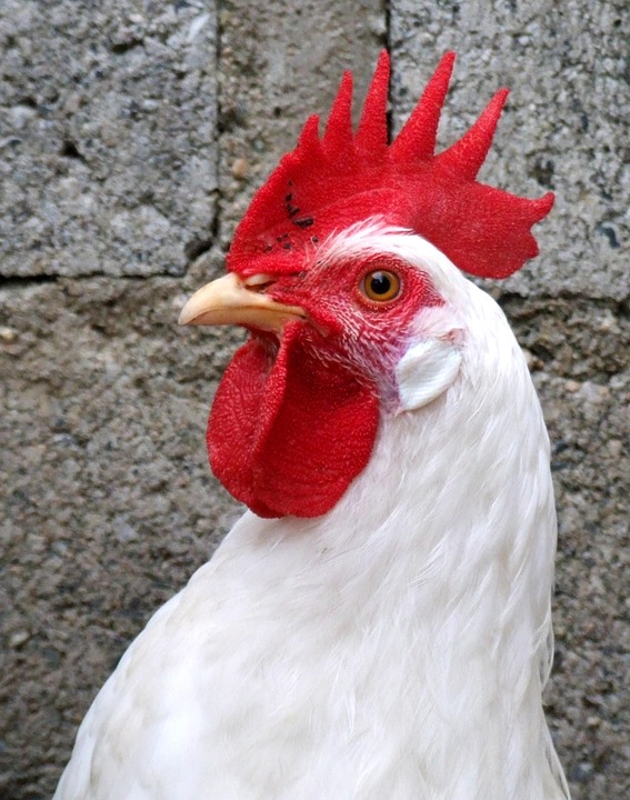 Gallo Chicken Animal - Free photo on Pixabay - Pixabay