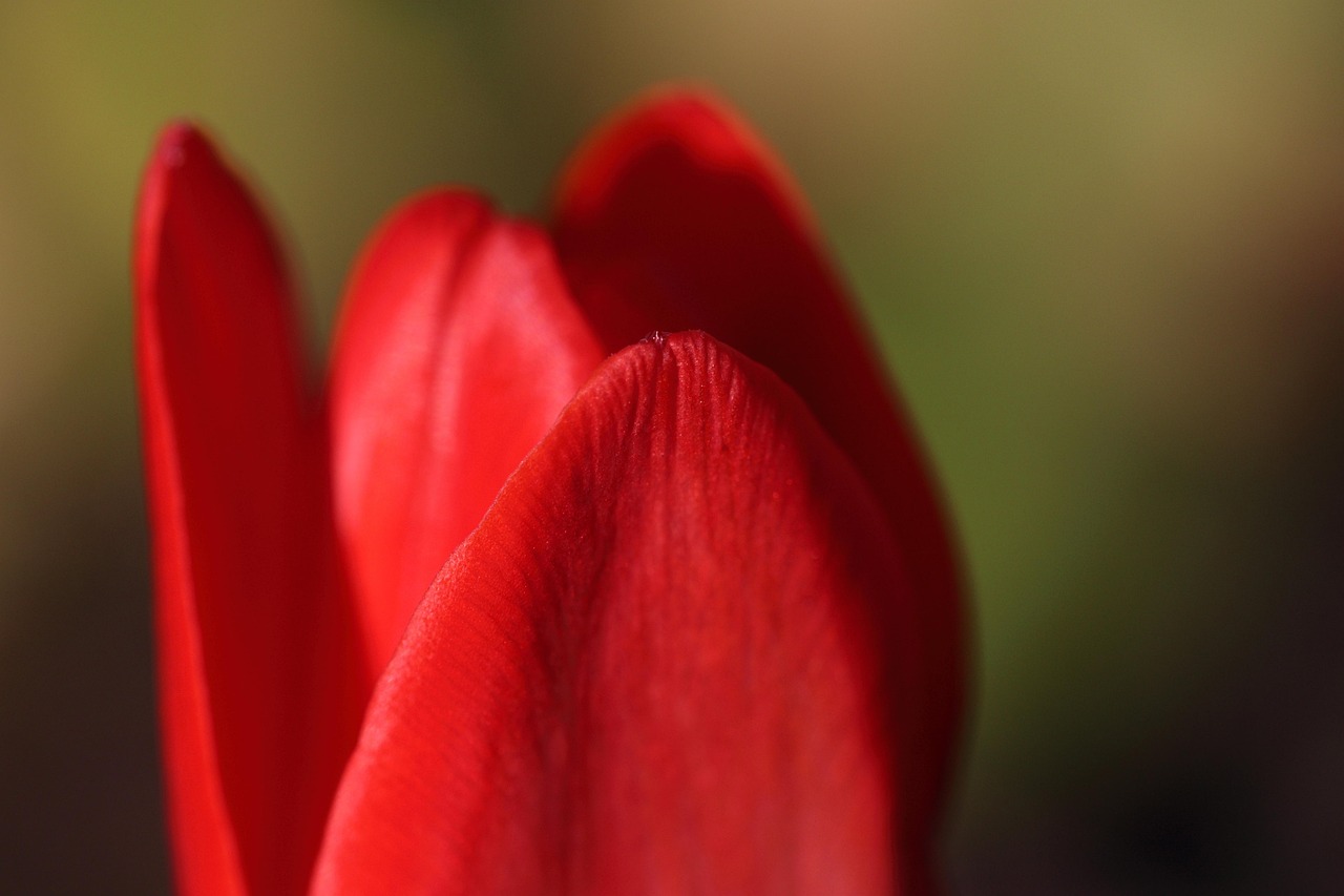 Flor Tulipa Jardim - Foto gratuita no Pixabay - Pixabay