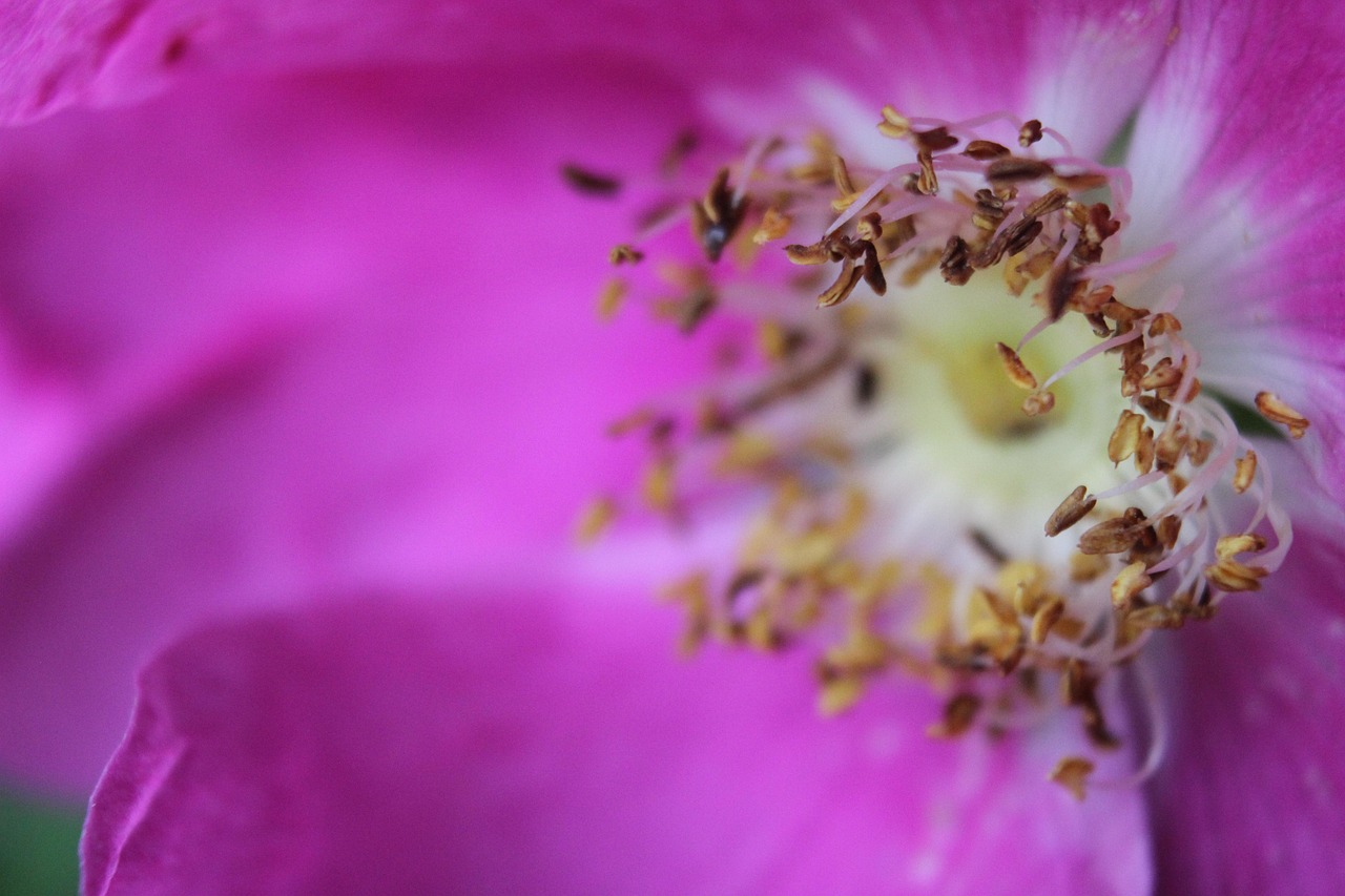 Bunga Makro Benang Sari - Foto gratis di Pixabay - Pixabay