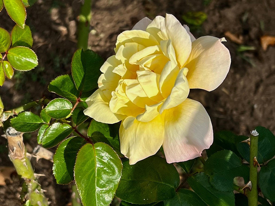 Mawar Bunga Kuning - Foto gratis di Pixabay - Pixabay