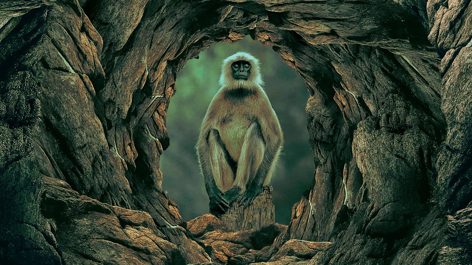 Animal Monkey Mammal - Free photo on Pixabay