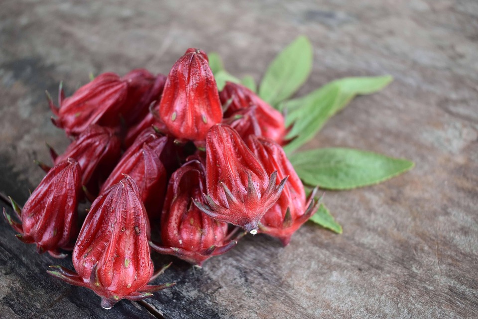 Rosella Fruta Flor - Foto gratis en Pixabay - Pixabay