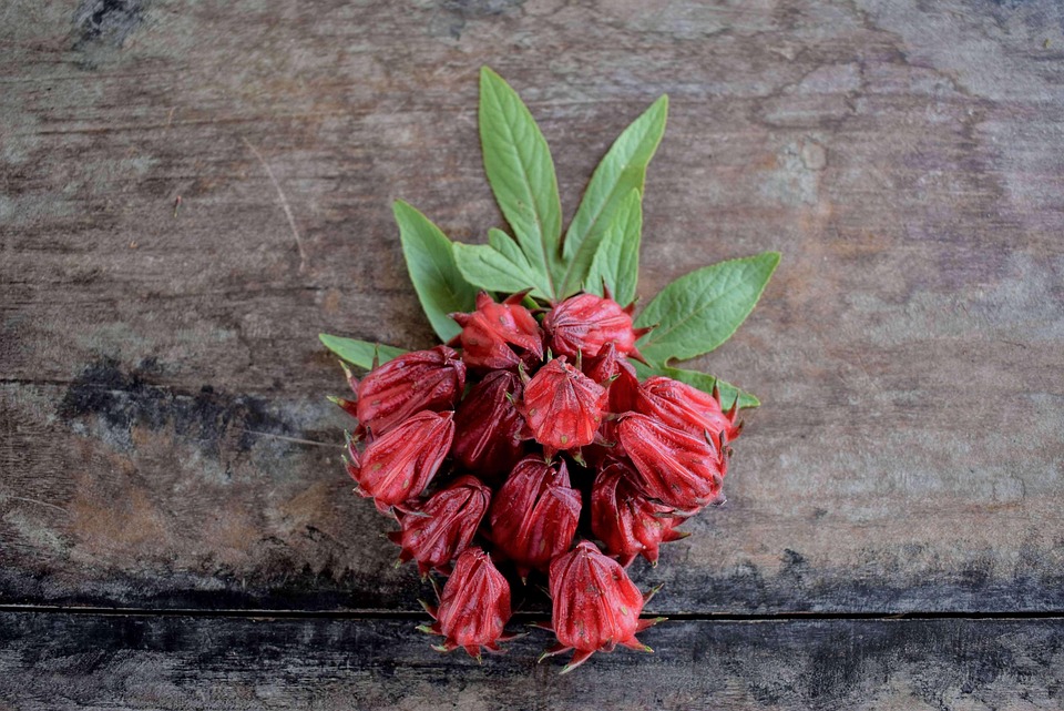 Rosella Fruta Flor - Foto gratis en Pixabay - Pixabay