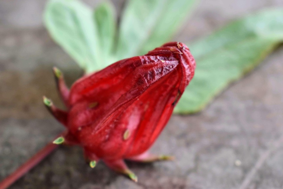 Rosella Fruit Flower - Free photo on Pixabay - Pixabay