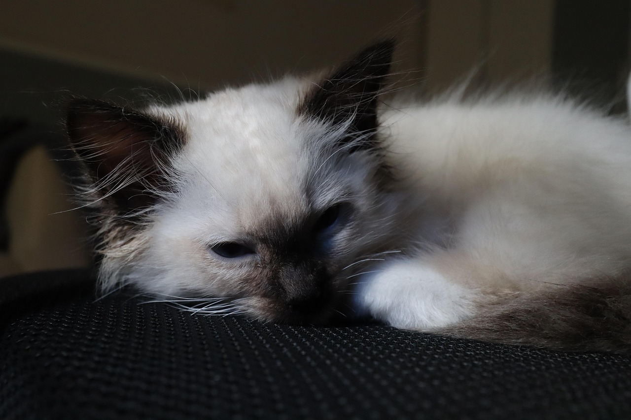 Gato Birman Felino Bicho De - Foto gratuita no Pixabay - Pixabay
