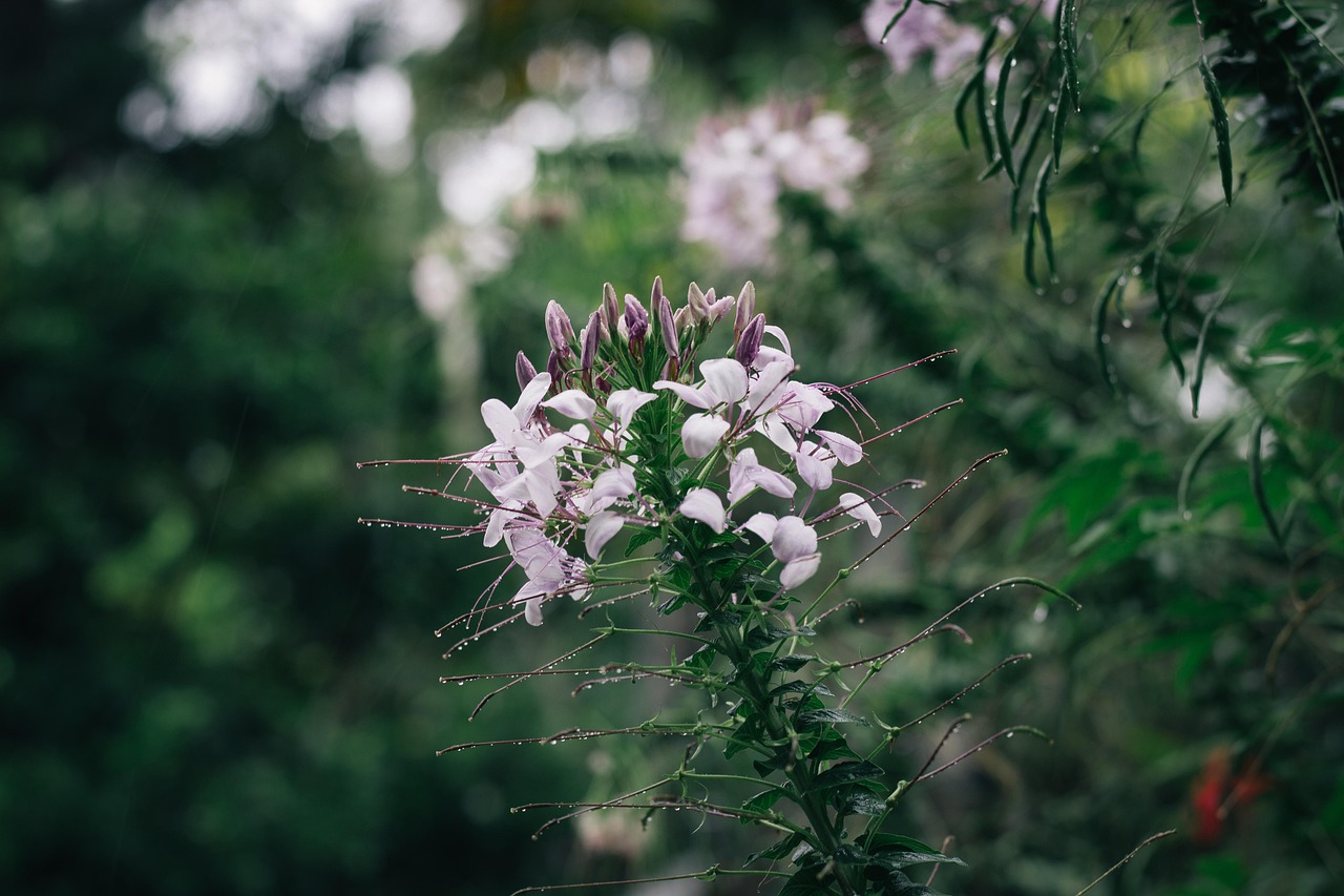 Chuva Flores Cor De Rosa Gotas - Foto gratuita no Pixabay - Pixabay