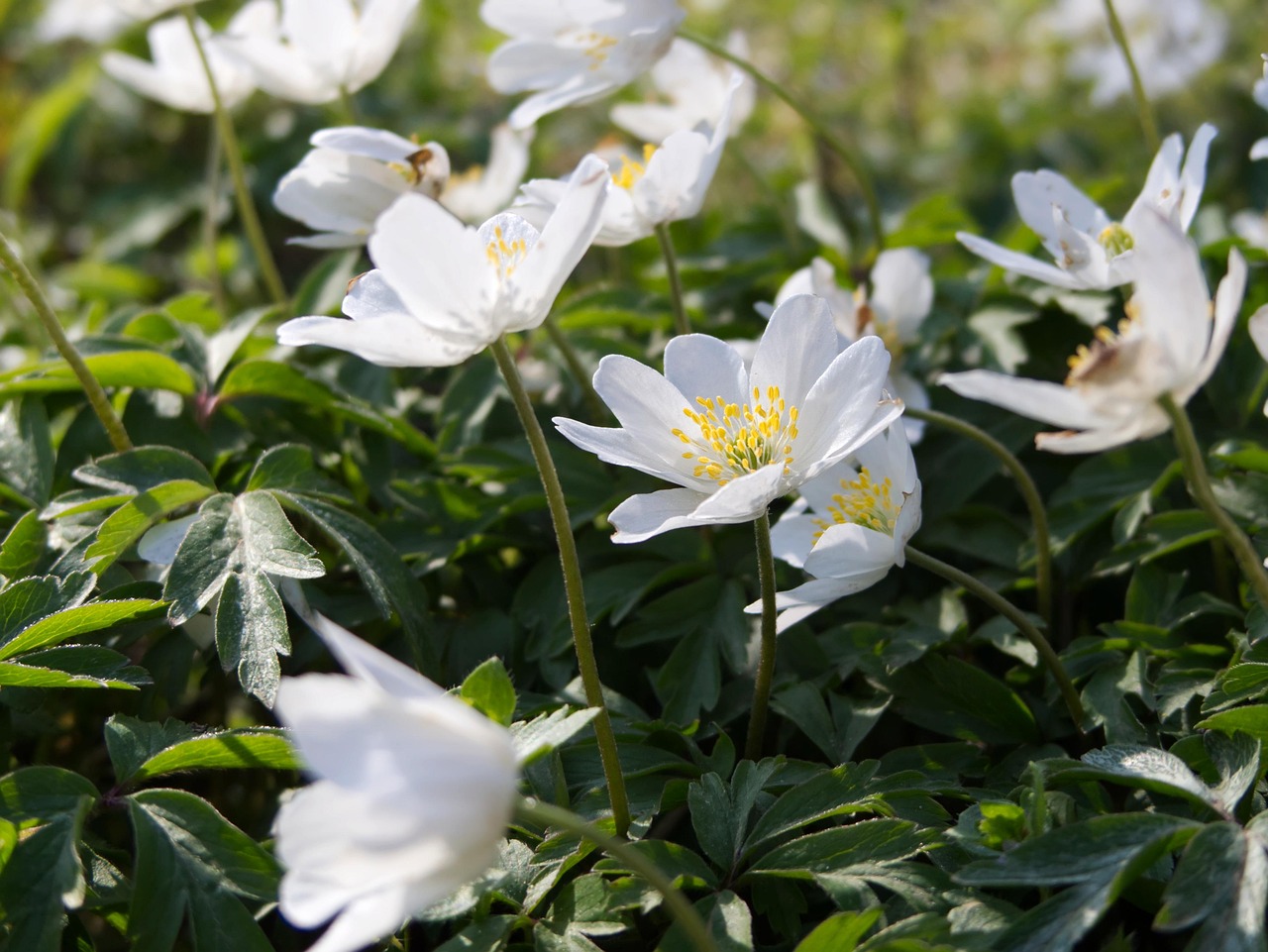 Wood Anemones Anemone Spring - Free photo on Pixabay