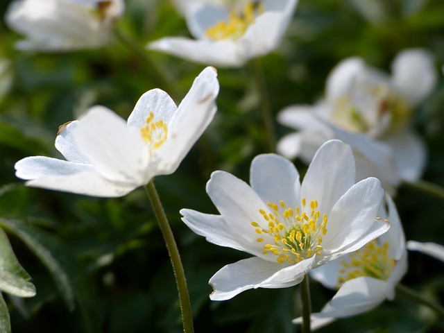 Wood Anemones Anemone Flower - Free photo on Pixabay