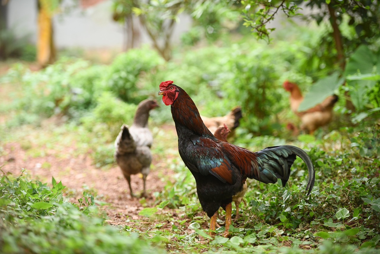 Des Oiseaux Poulet Cultiver - Photo gratuite sur Pixabay - Pixabay